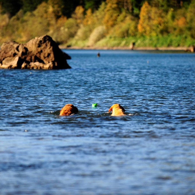 Chuckit Amphibious Gator Crocodile Ball für Hunde von Chuckit günstig ...