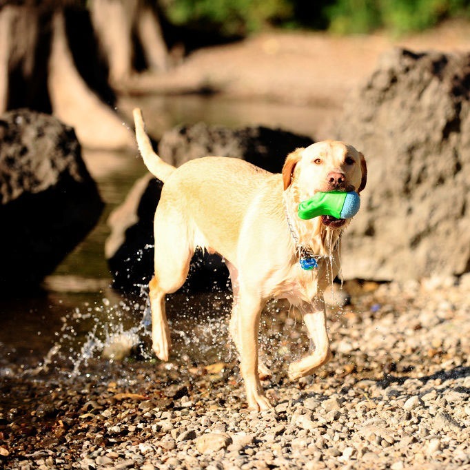 Chuckit Amphibious Gator Crocodile Ball für Hunde von Chuckit günstig ...