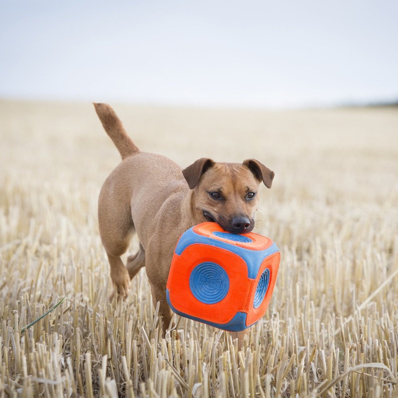 Chuckit! Kick Cube Spielwürfel für Hunde von Chuckit günstig bestellen ...