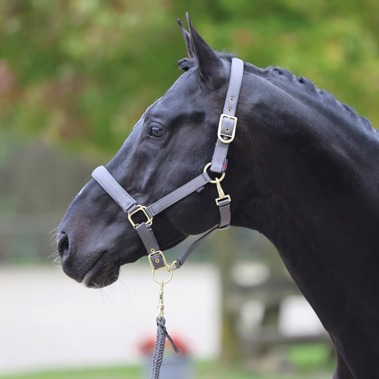 Elegantes Halfter Classy von Covalliero günstig bestellen | tiierisch.de