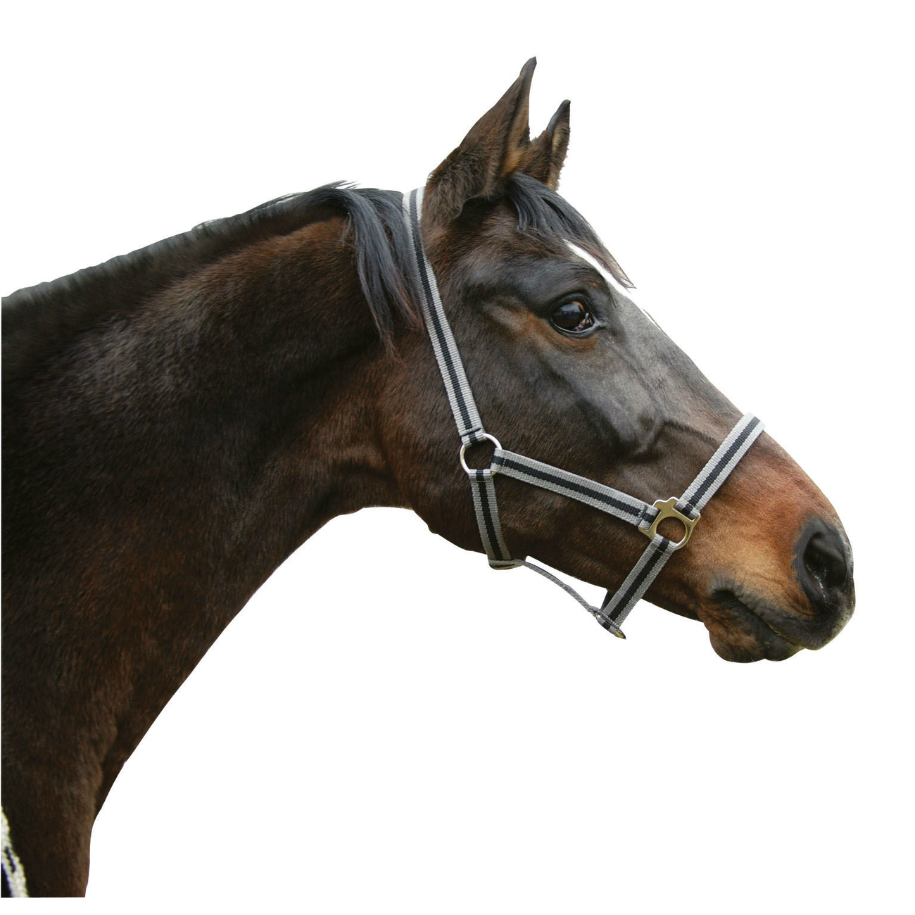 Covalliero Pferdehalfter HIPPO aus Nylon von Covalliero günstig ...