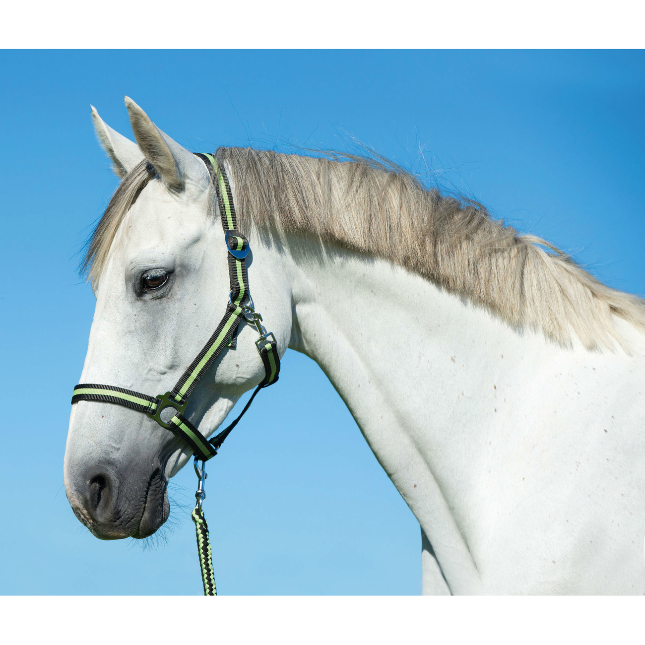 Covalliero Pferdehalfter HIPPO aus Nylon von Covalliero günstig ...