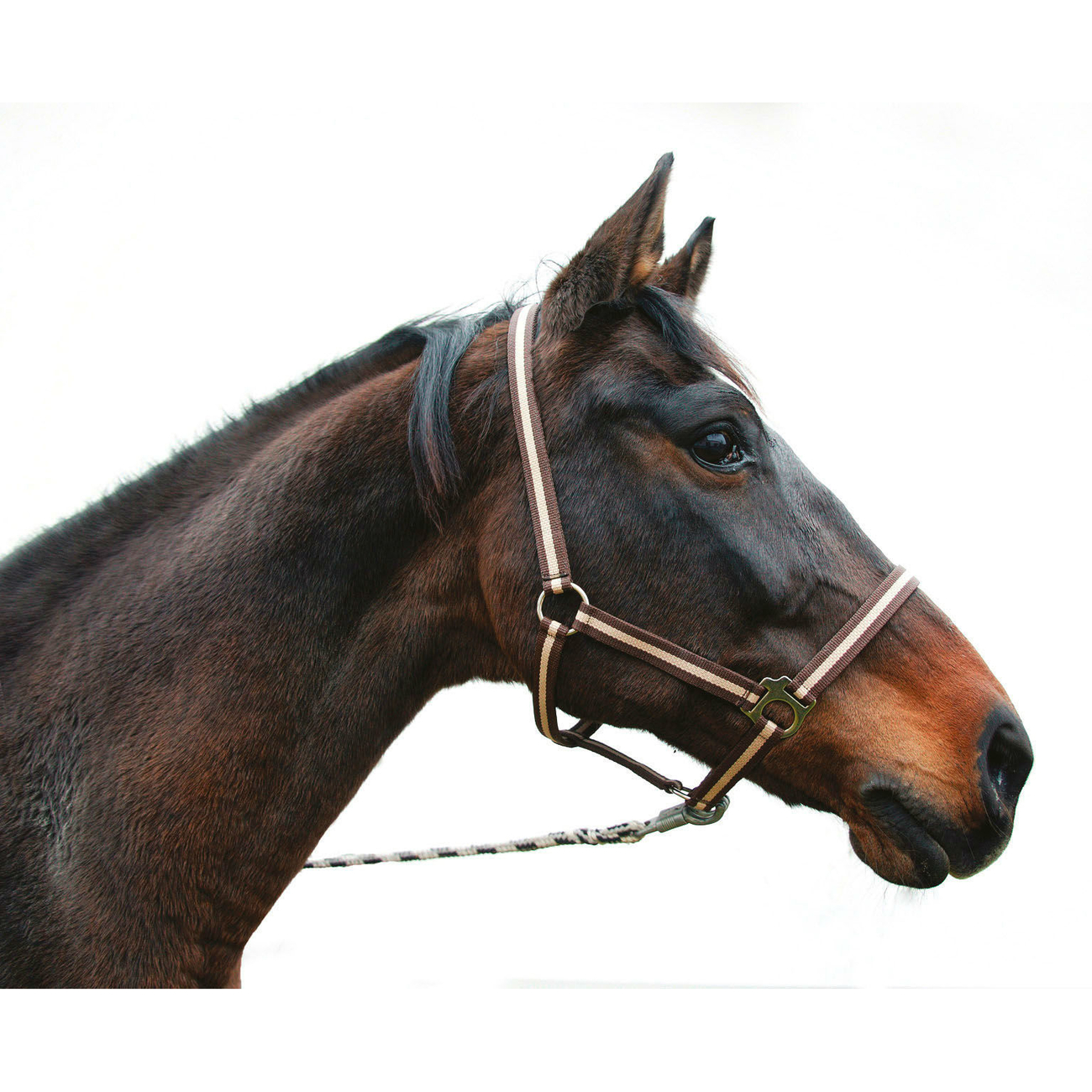 Covalliero Pferdehalfter HIPPO aus Nylon von Covalliero günstig ...