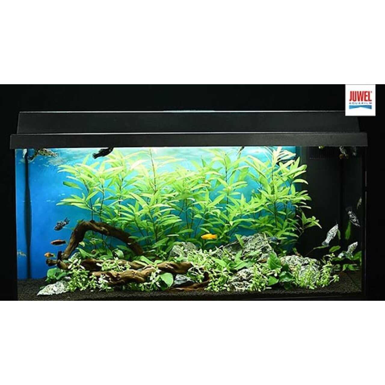 Primo 110 2.0 schwarz von Juwel günstig bestellen | tiierisch.de