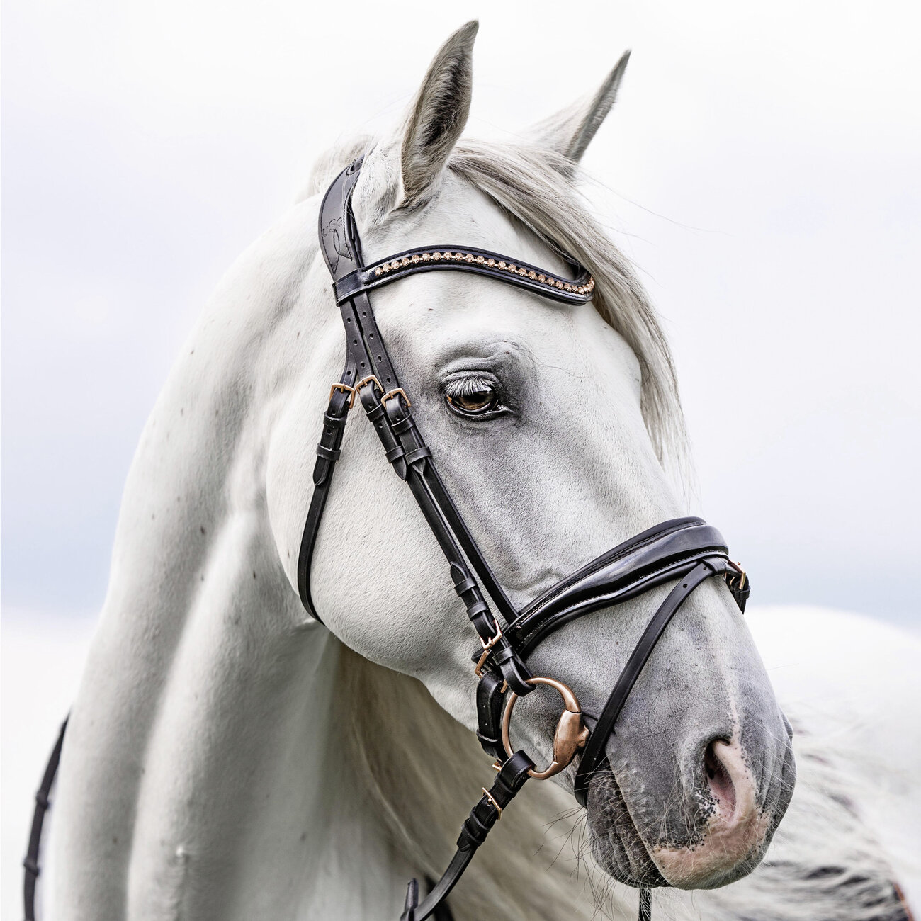 Schwedisches Reithalfter Lovely Rose von USG günstig bestellen ...