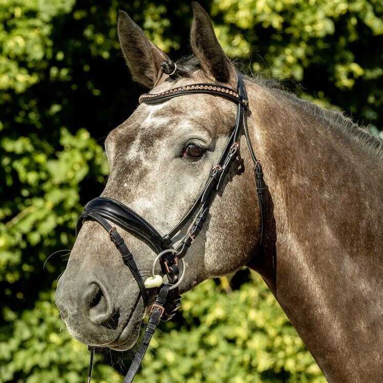 Schwedisches Reithalfter Lovely Rose von USG günstig bestellen ...