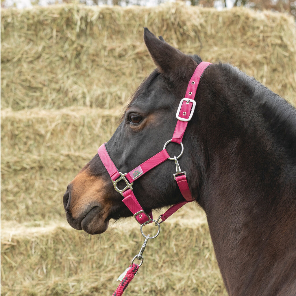 Shetty Halfter Everyday von USG günstig bestellen | tiierisch.de