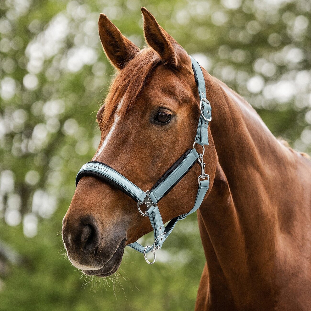 Halfter Breath mit Satin Bezug von Waldhausen günstig bestellen ...