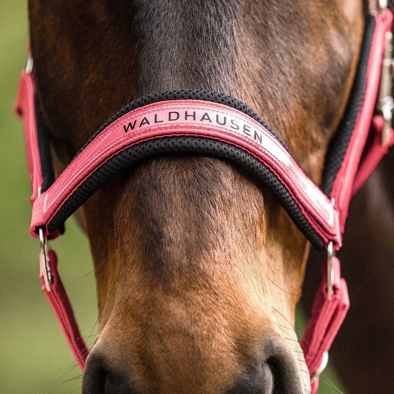 Halfter Breath mit Satin Bezug von Waldhausen günstig bestellen ...