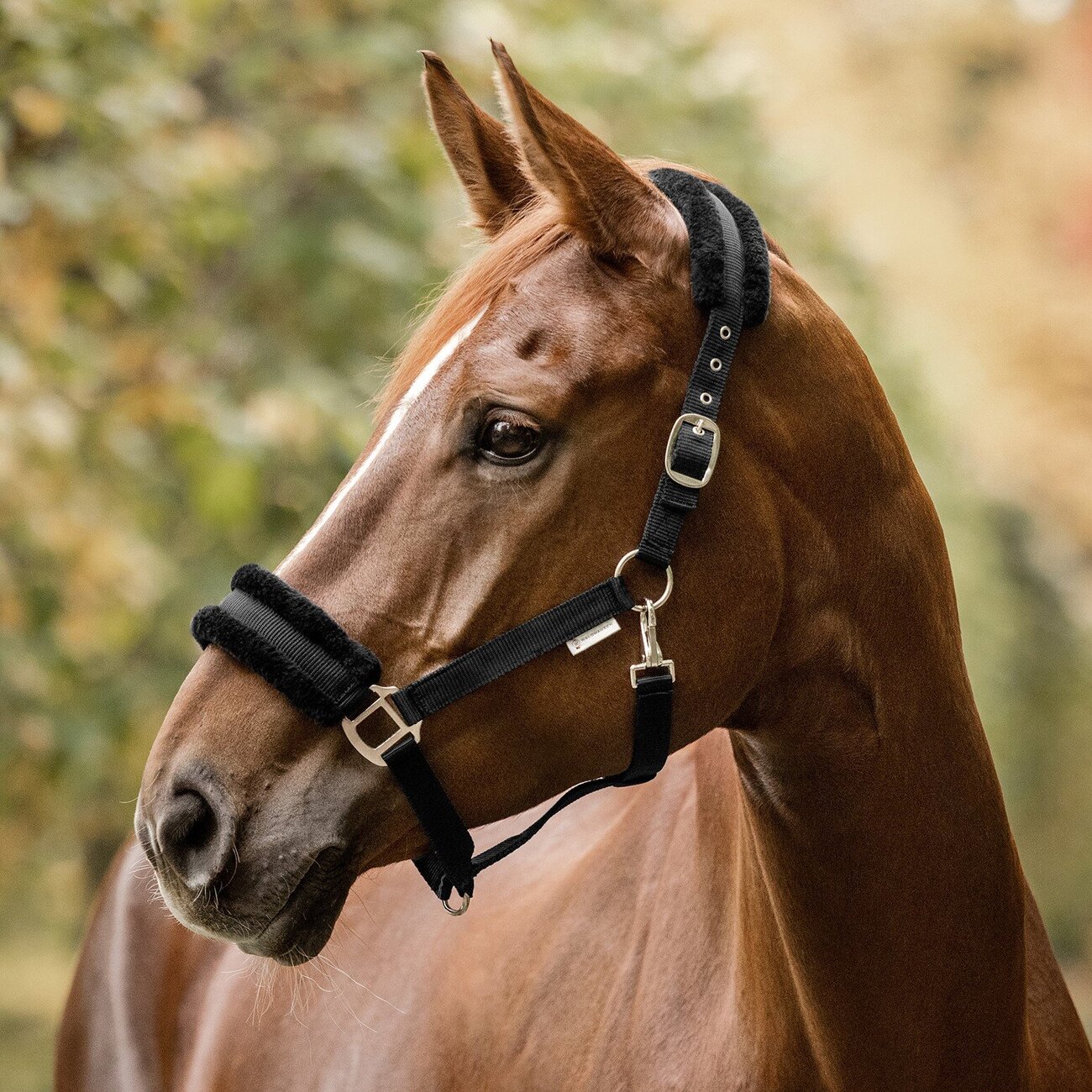 Halfter First von Waldhausen günstig bestellen | tiierisch.de